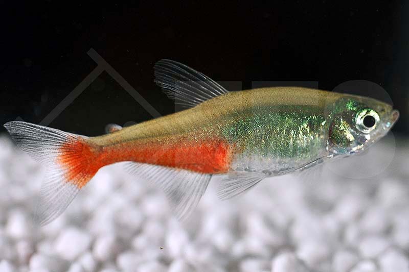 Aphyocharax rathbuni – EFS - Partner des Zoofachhandels