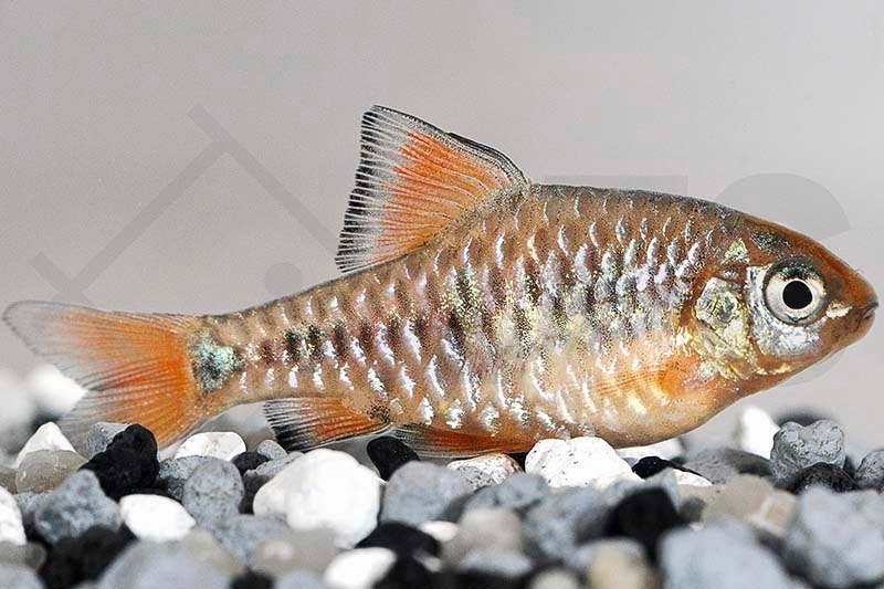 Barbus oligolepis – EFS - Partner des Zoofachhandels