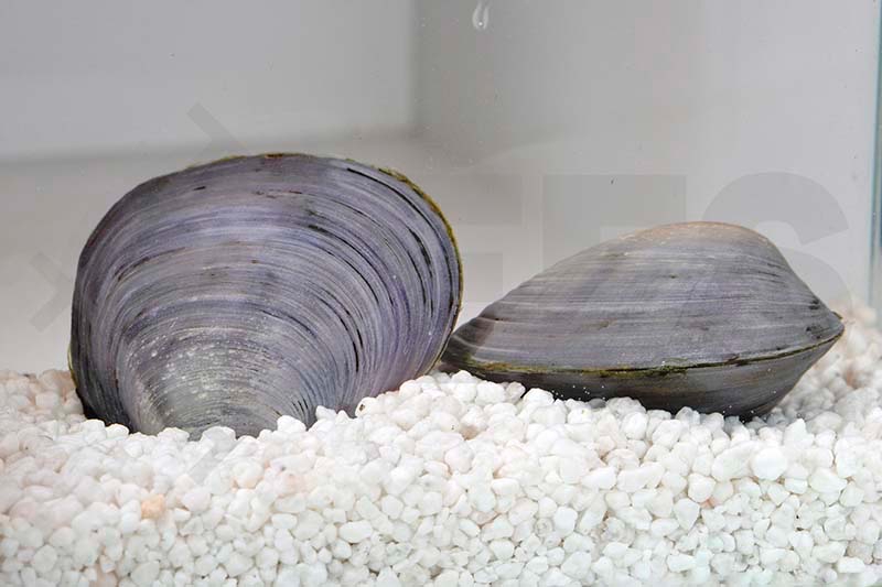 Batissa violacea – EFS - Partner des Zoofachhandels