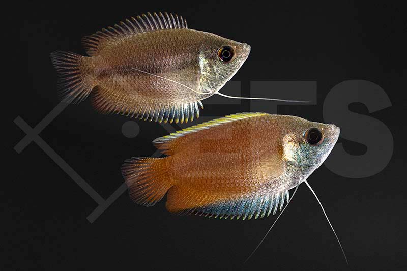 Colisa chuna – EFS - Partner des Zoofachhandels