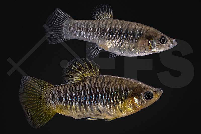 Limia nigrofasciata – EFS - Partner des Zoofachhandels
