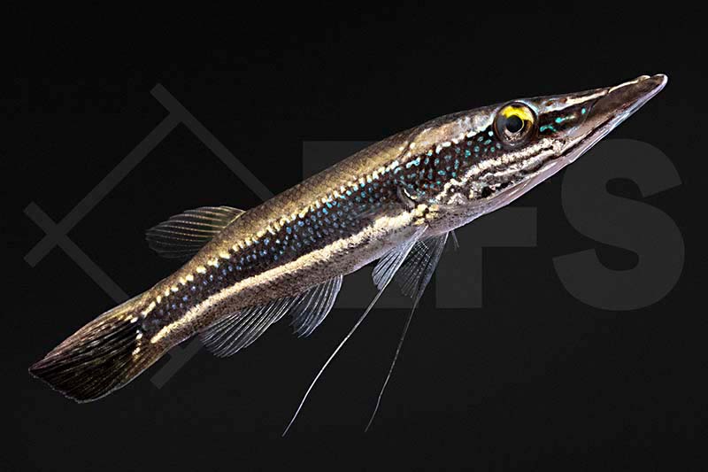 Luciocephalus aura – EFS - Partner des Zoofachhandels